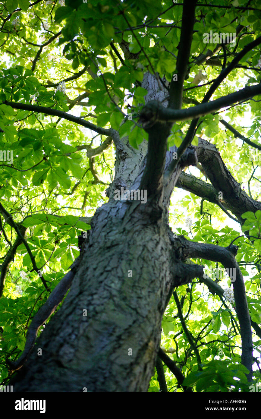 View trunk branches mature hi-res stock photography and images - Alamy