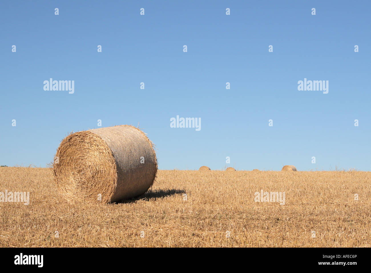 Golden hay bales on sunny hi-res stock photography and images - Alamy