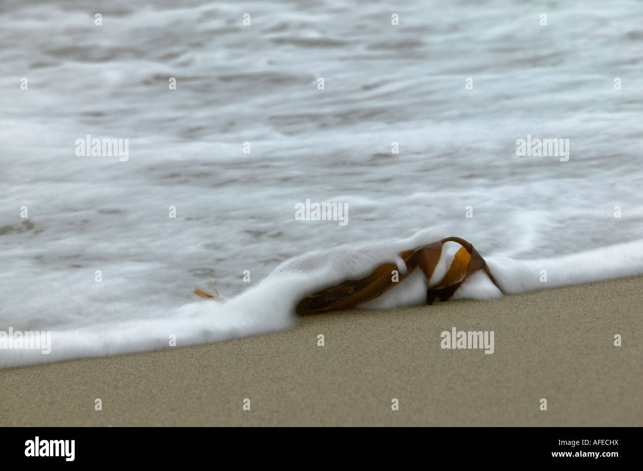 Seaweed on the beach Stock Photo - Alamy