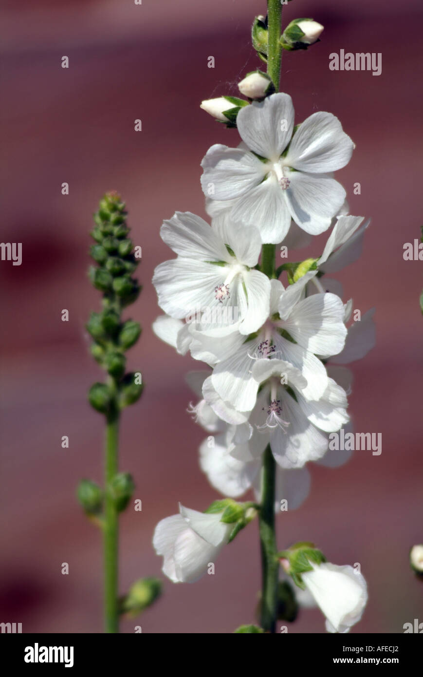 Colourful dogwoods hi-res stock photography and images - Alamy