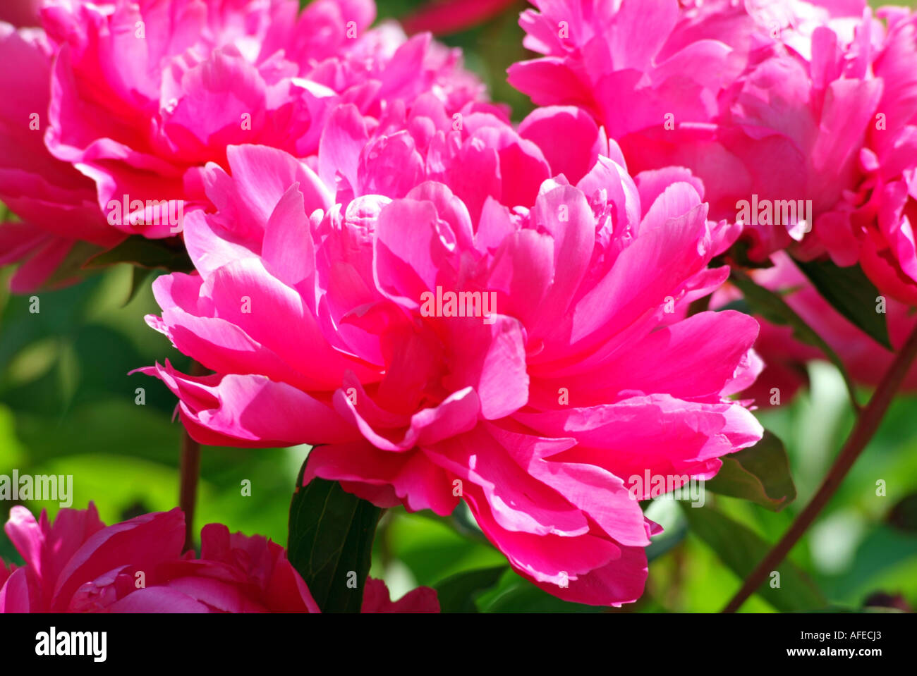 Paeonia images hi-res stock photography and images - Alamy