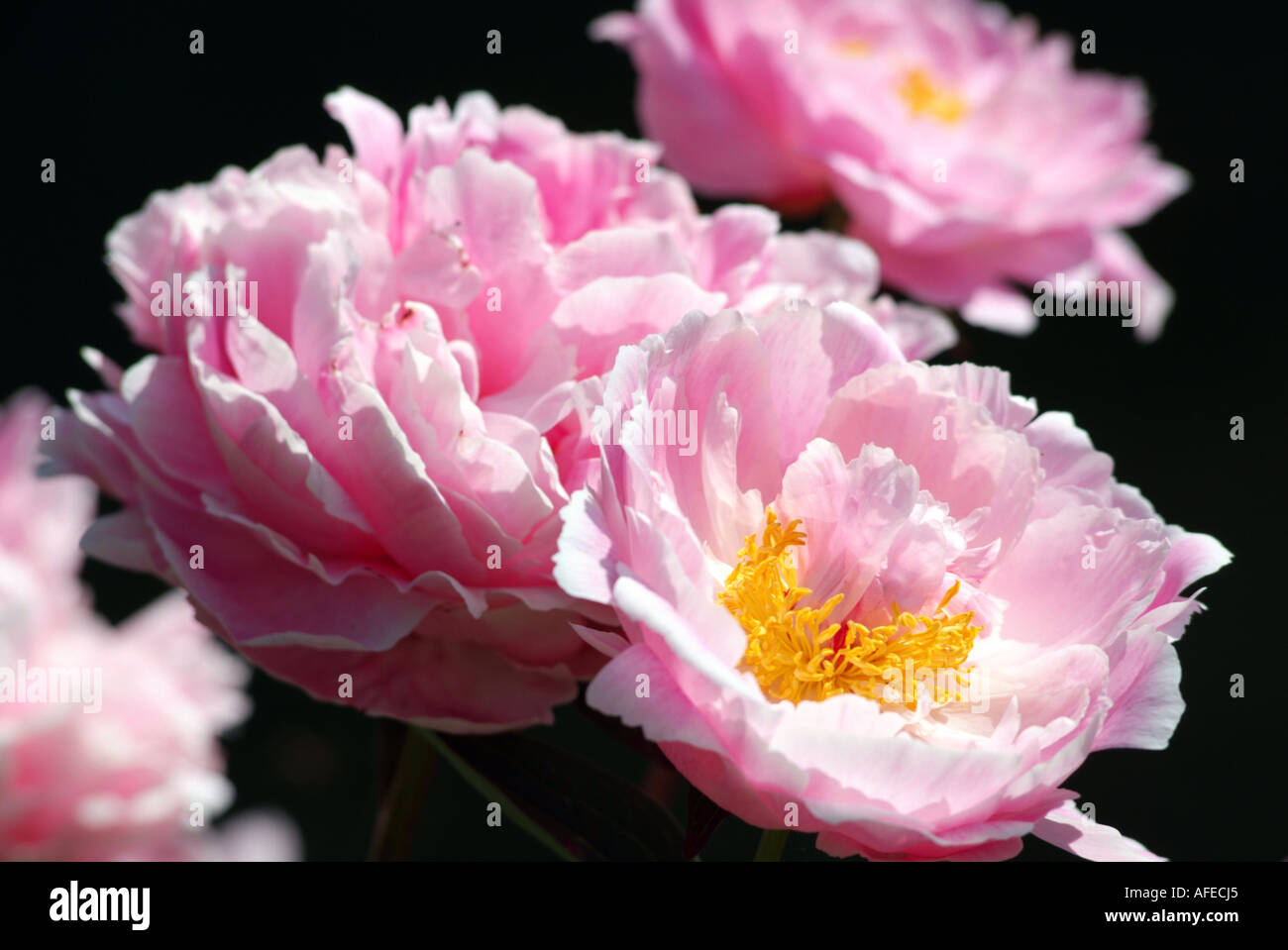 Paeonia. Sarah Bernhardt. Paeoniaceae flowering in an English country ...