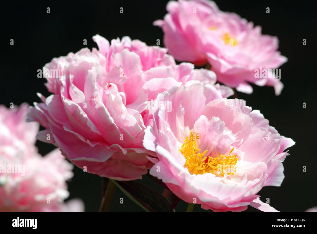 Paeonia. Sarah Bernhardt. Paeoniaceae Stock Photo - Alamy