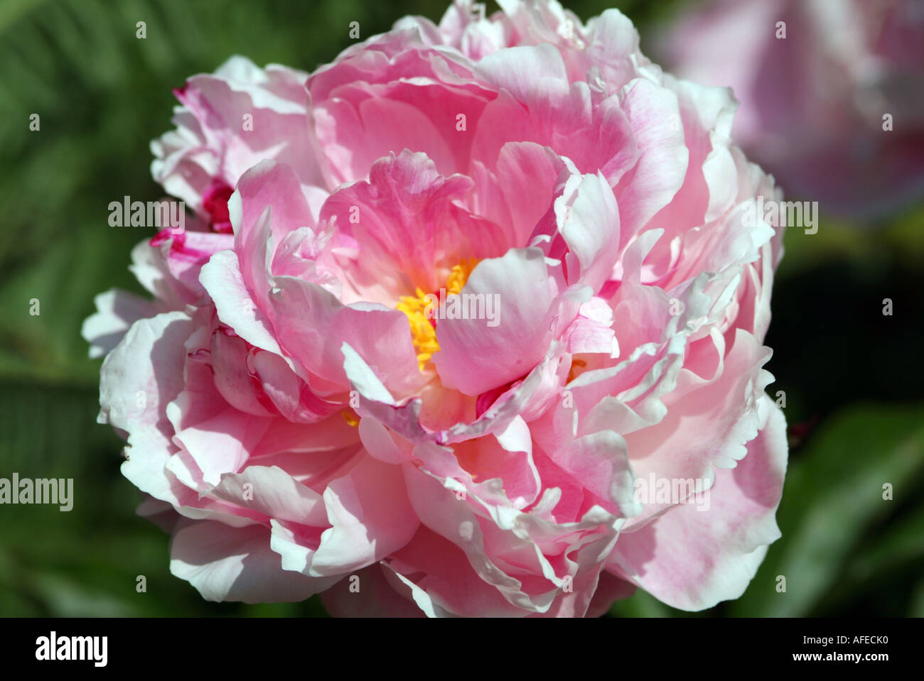 Paeonia paeoniaceae hi-res stock photography and images - Alamy