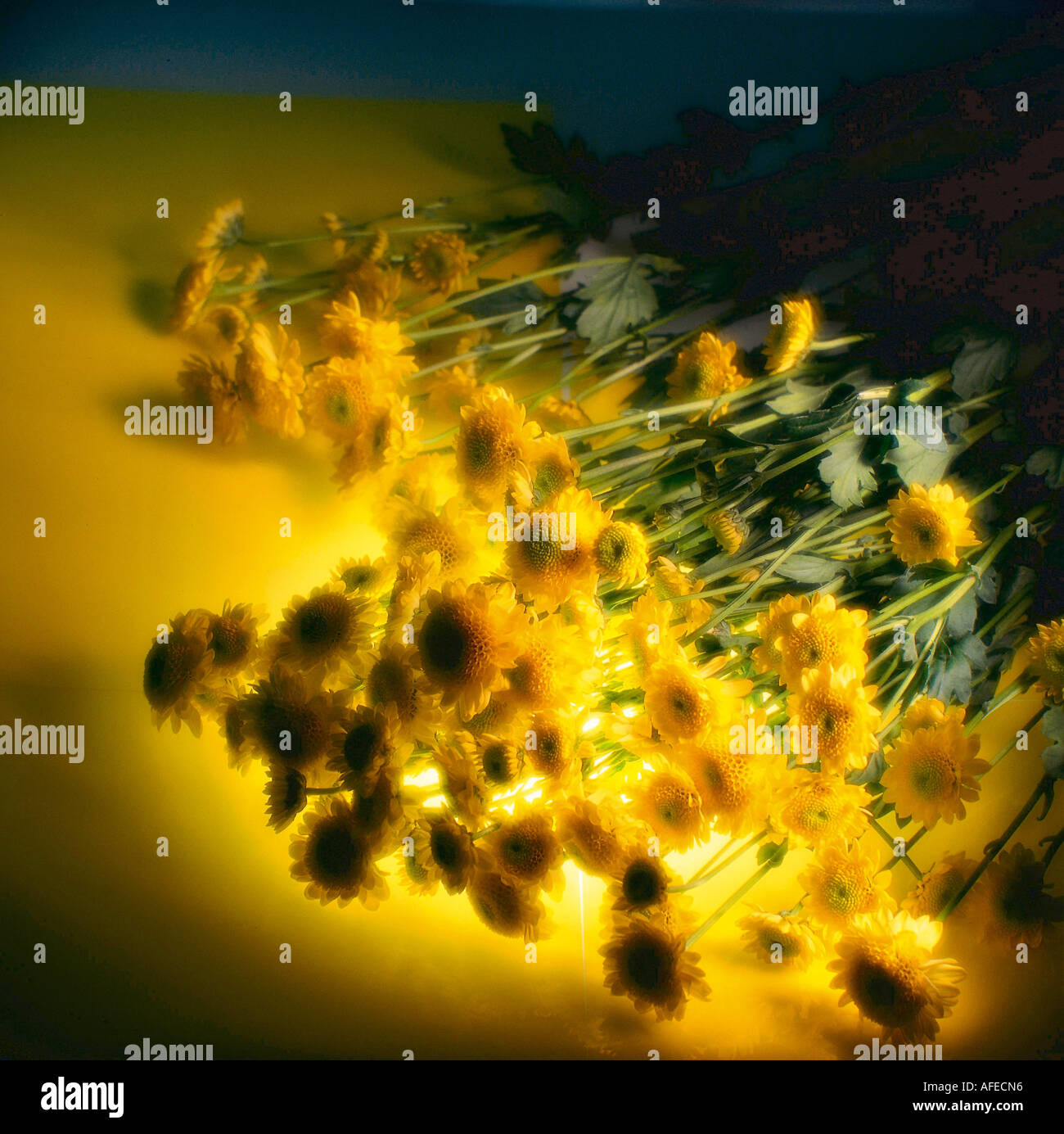 Scene of Flower Stock Photo - Alamy