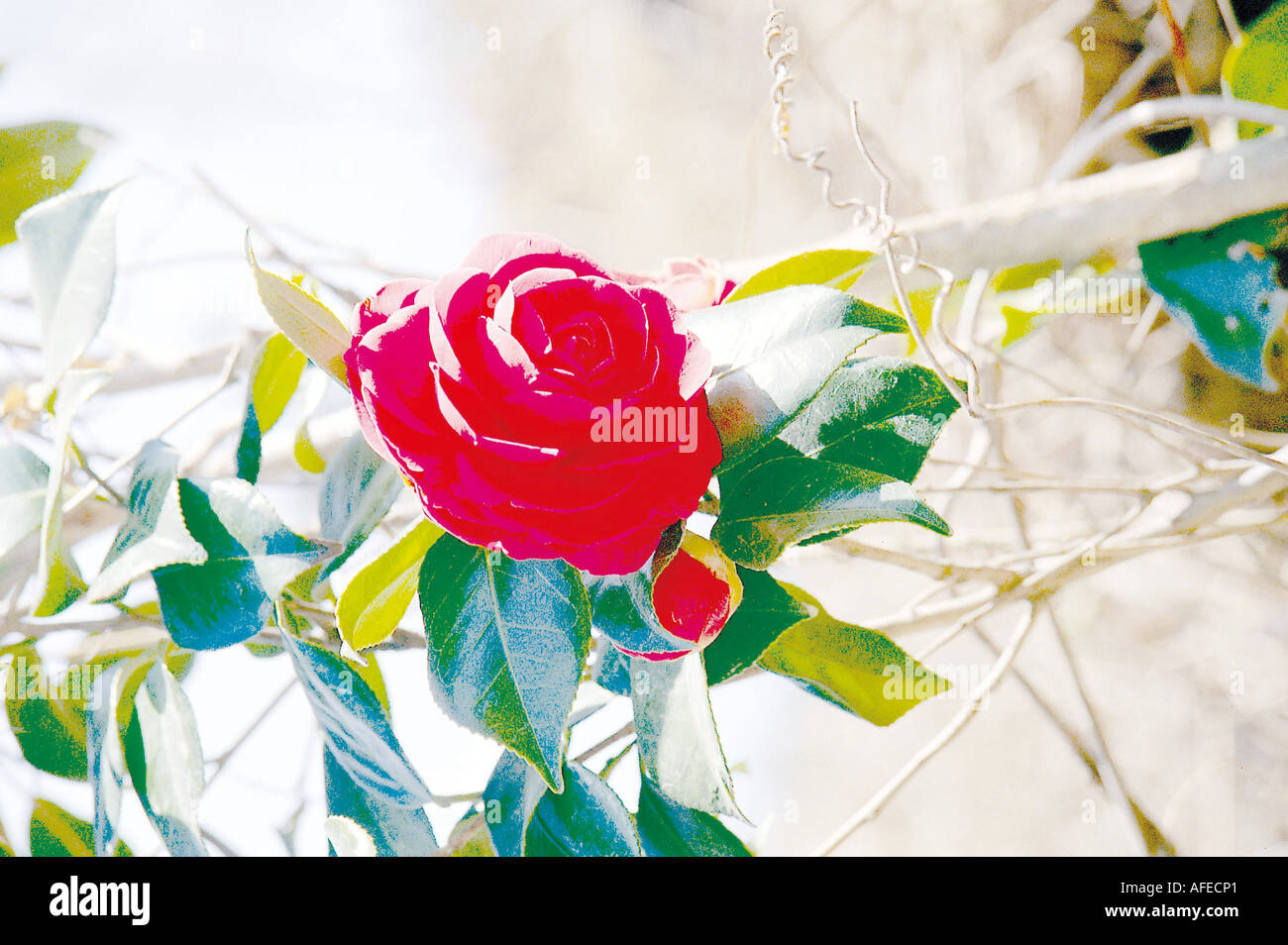 Scene of Flower Stock Photo - Alamy