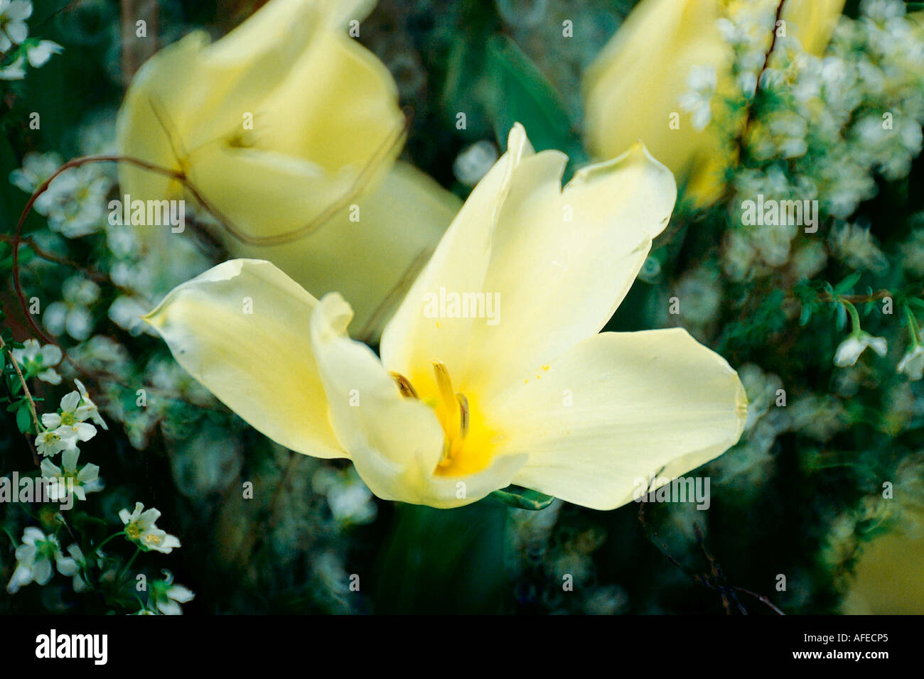Scene of Flower Stock Photo - Alamy