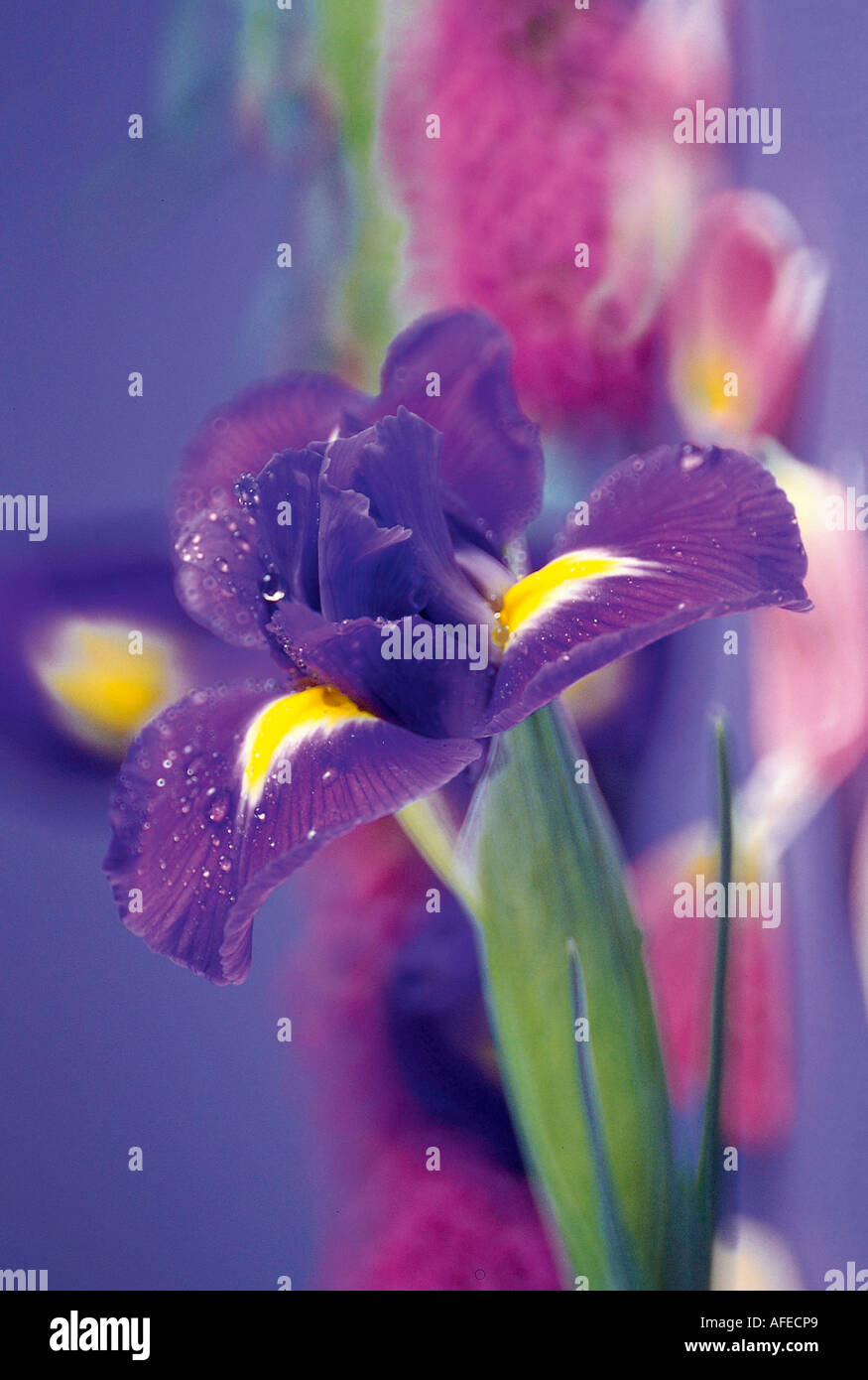 Scene of Flower Stock Photo - Alamy