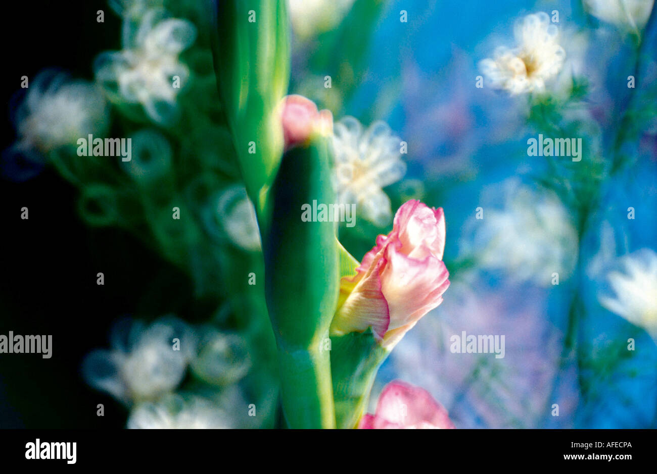 Scene of Flower Stock Photo - Alamy