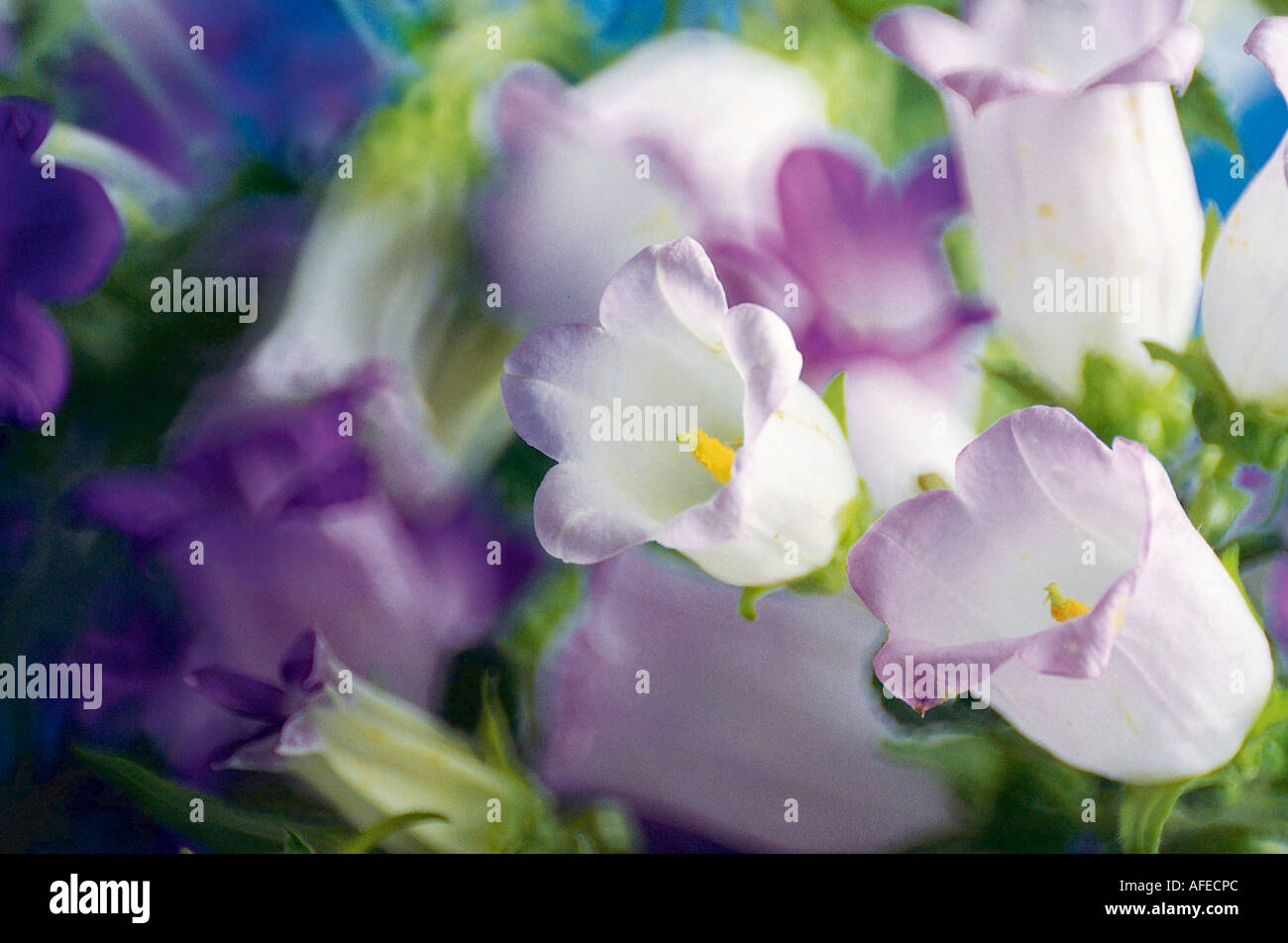 Scene of Flower Stock Photo - Alamy