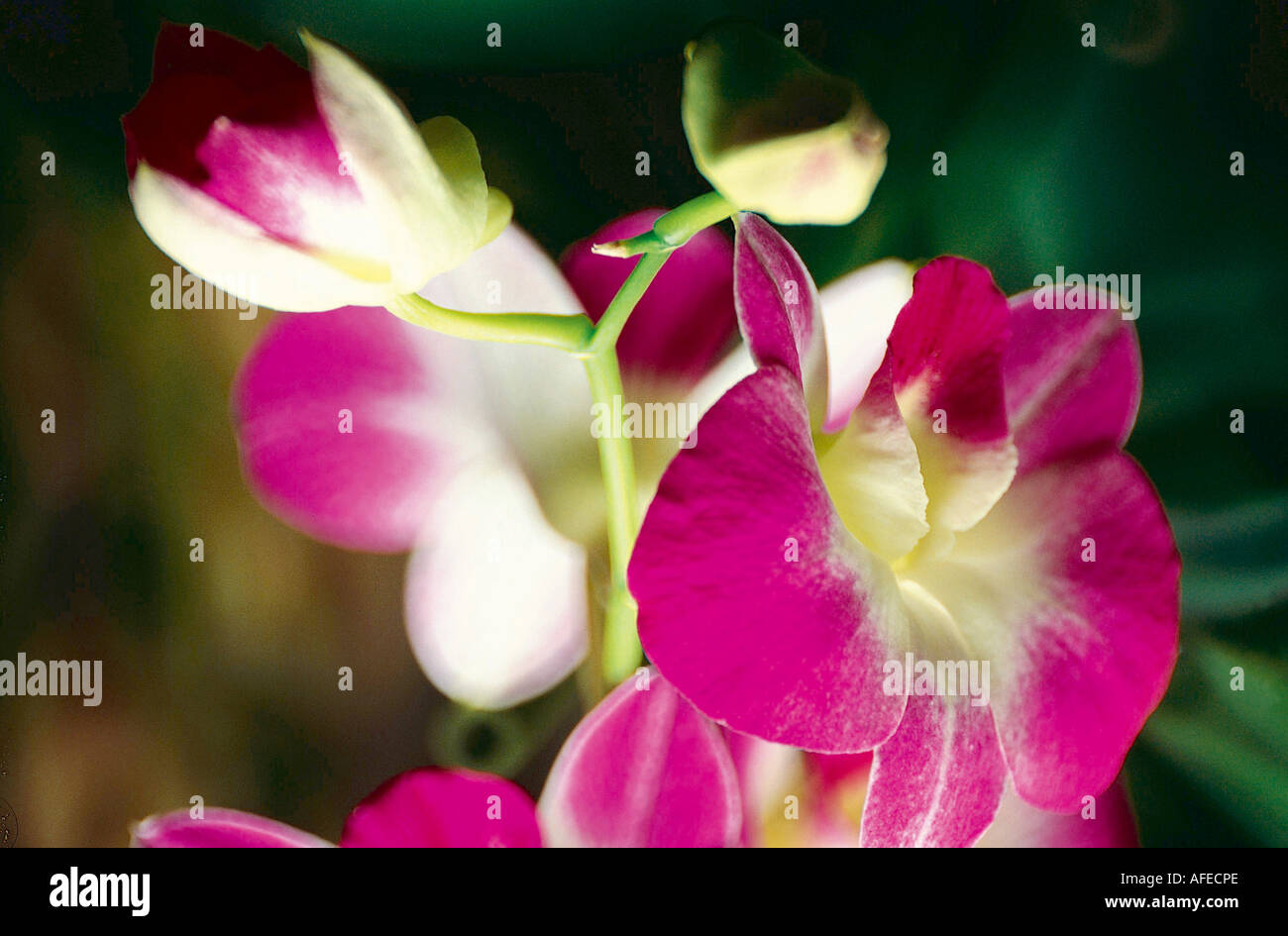 Scene of Flower Stock Photo - Alamy