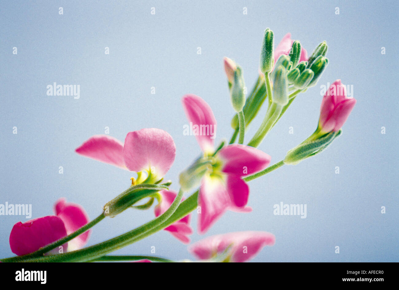 Scene of Flower Stock Photo - Alamy