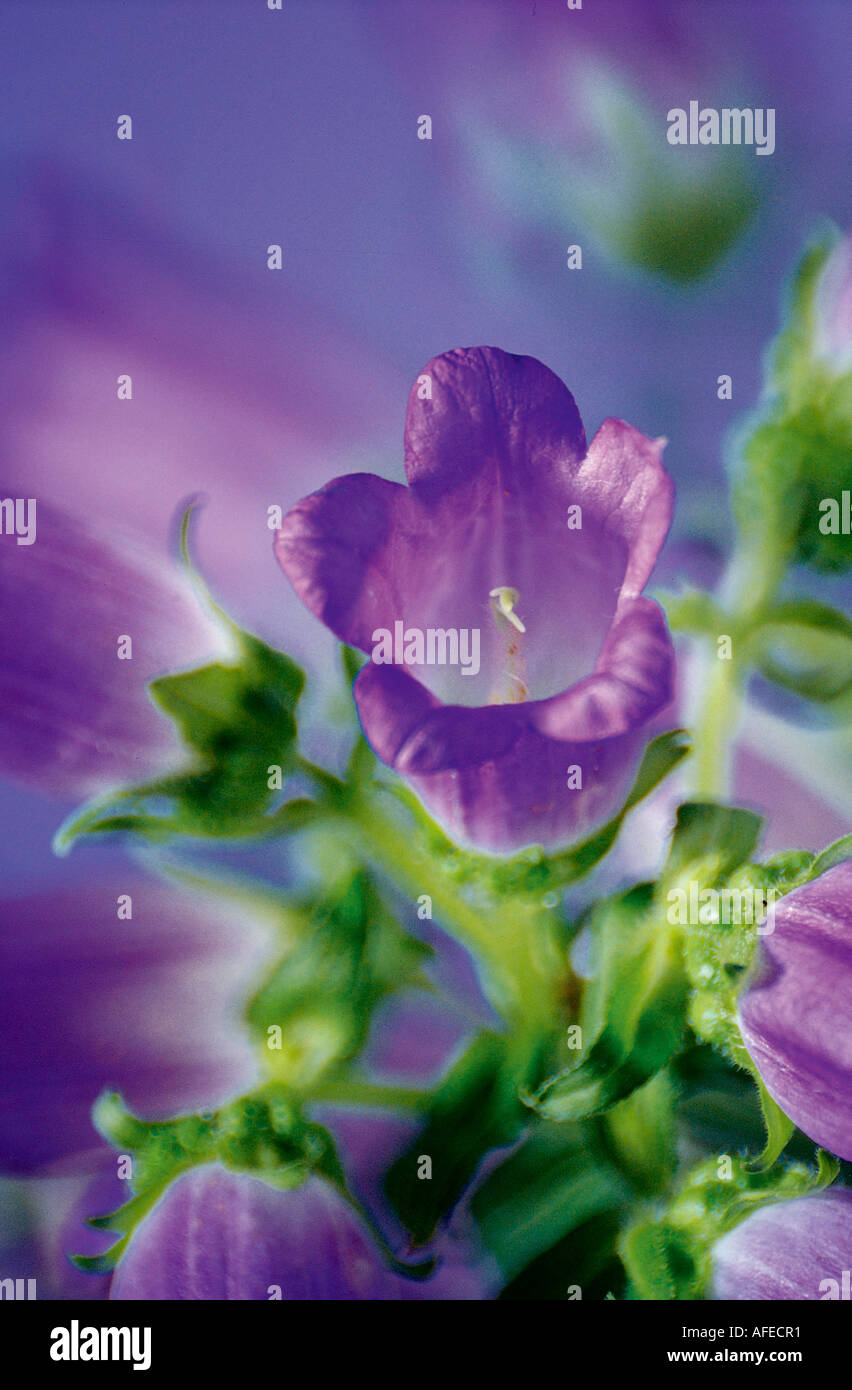 Scene of Flower Stock Photo - Alamy