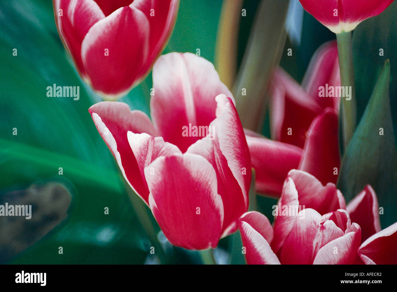 Scene of Flower Stock Photo - Alamy