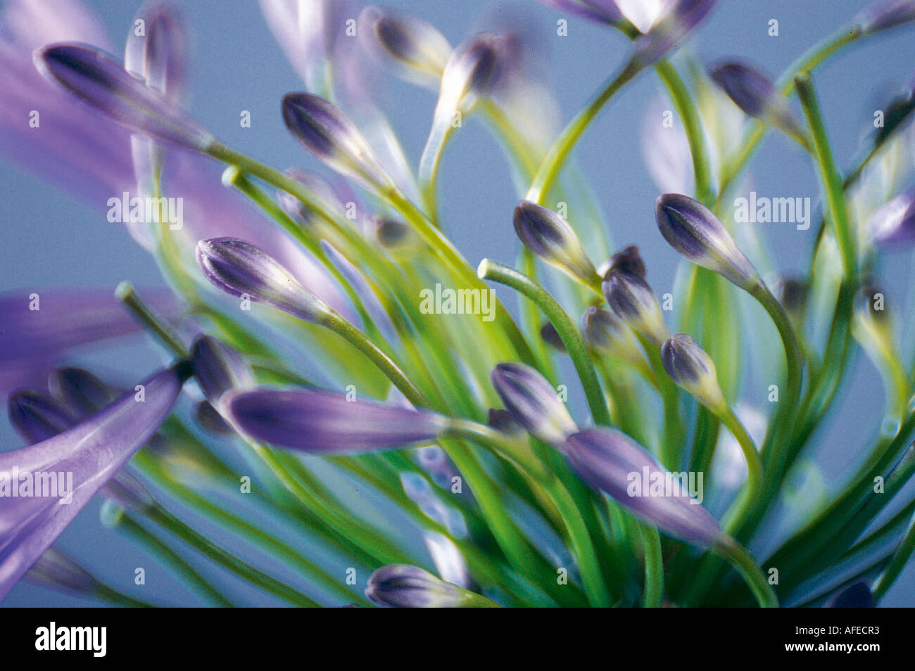 Scene of Flower Stock Photo - Alamy