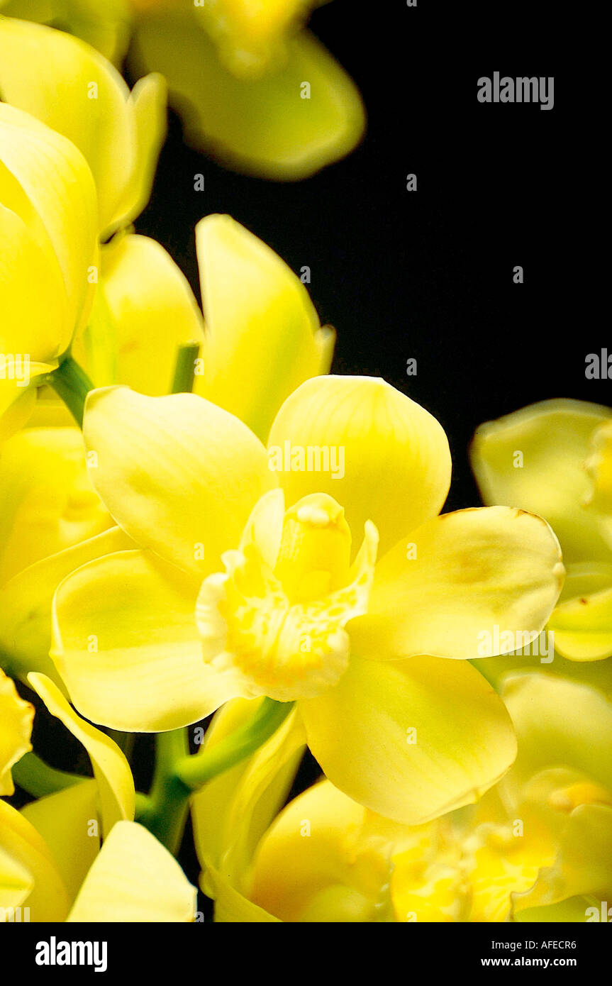 Scene of Flower Stock Photo - Alamy