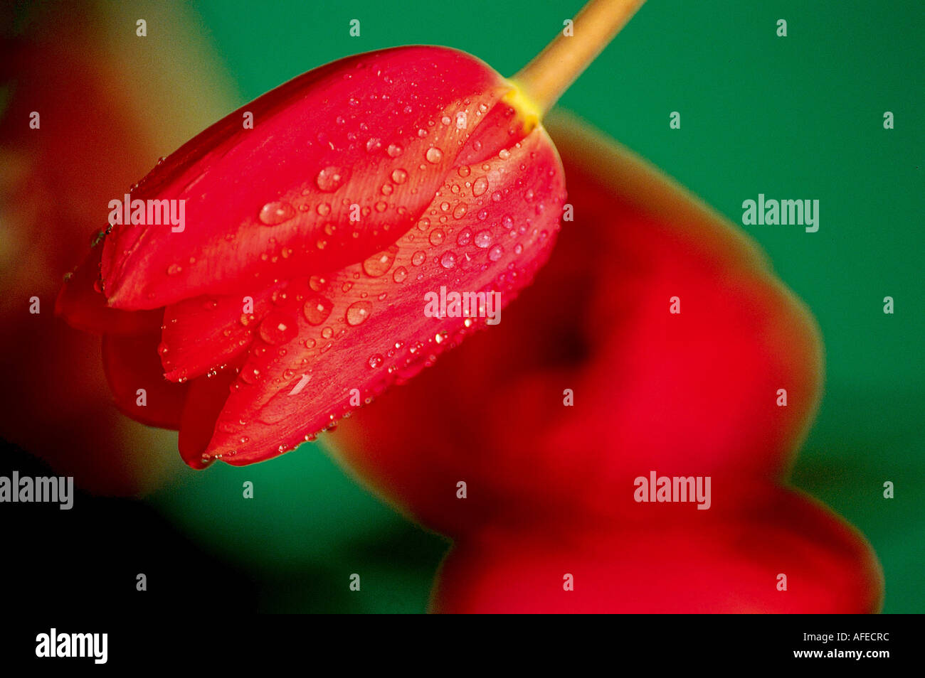 Scene of Flower Stock Photo - Alamy