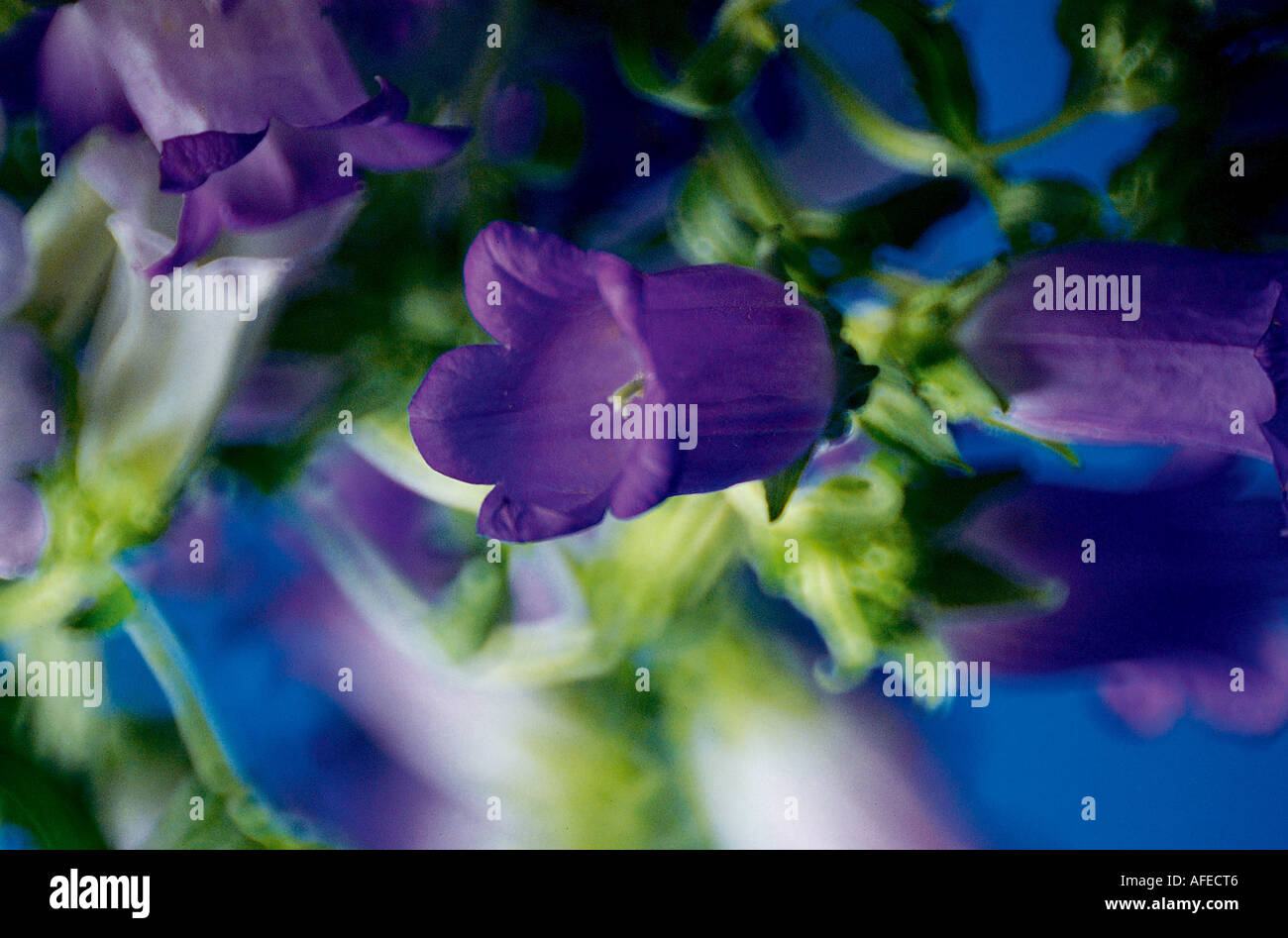Scene of Flower Stock Photo - Alamy
