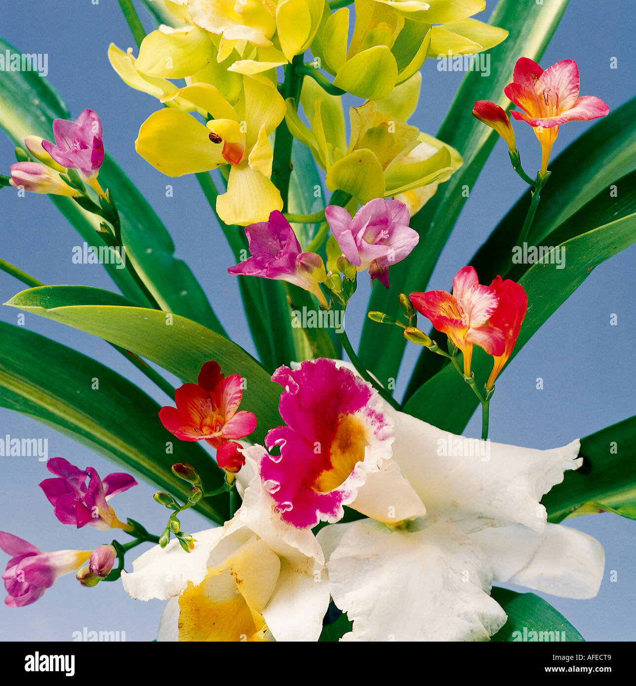 Scene of Flower Stock Photo - Alamy