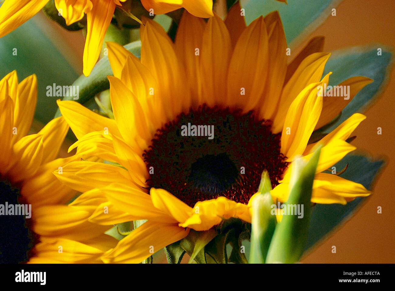 Scene of Flower Stock Photo - Alamy