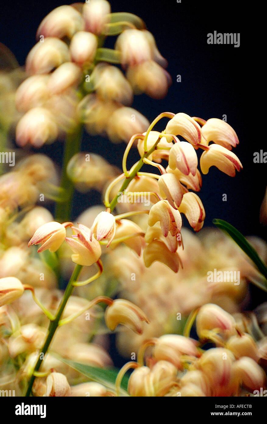 Scene of Flower Stock Photo - Alamy