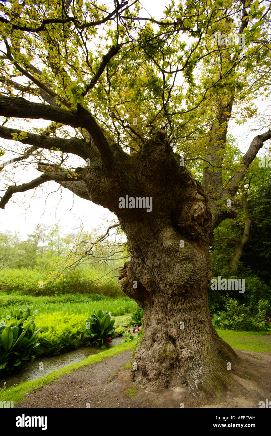Ancient Oak Spring Foliage - Fairhaven Woodland and Water Garden ...