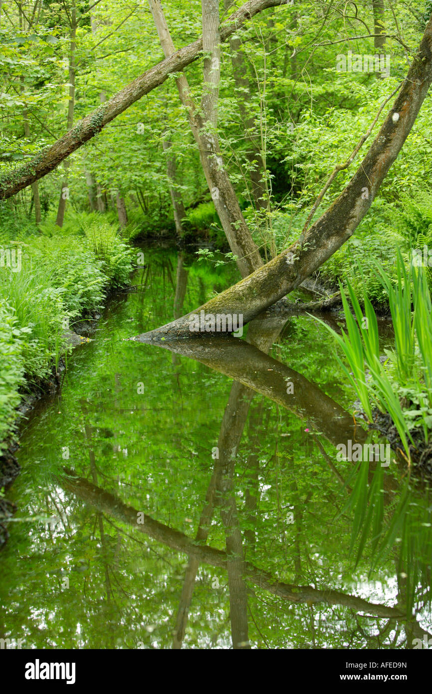 Curved Tree Trunks And Reflections Across Waterway, Fairhaven Woodland ...