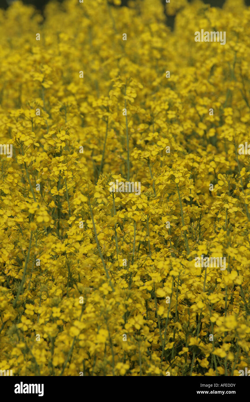 Oilseed rape field in flower Stock Photo - Alamy