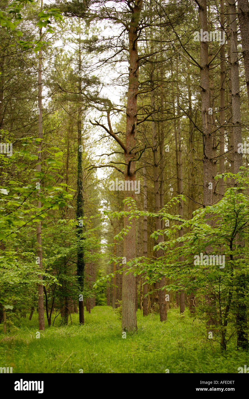 Conifer Trees, Thetford Forest, Norfolk, UK Stock Photo - Alamy