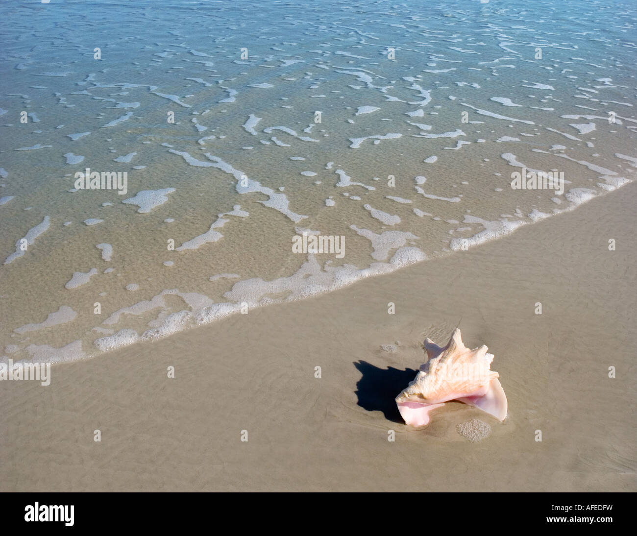 Conch in surf hi-res stock photography and images - Alamy