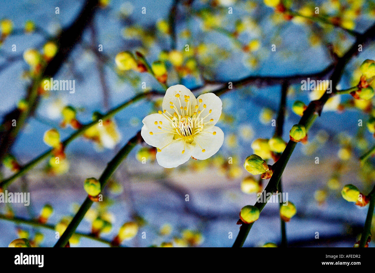 Scene of Flower Stock Photo - Alamy