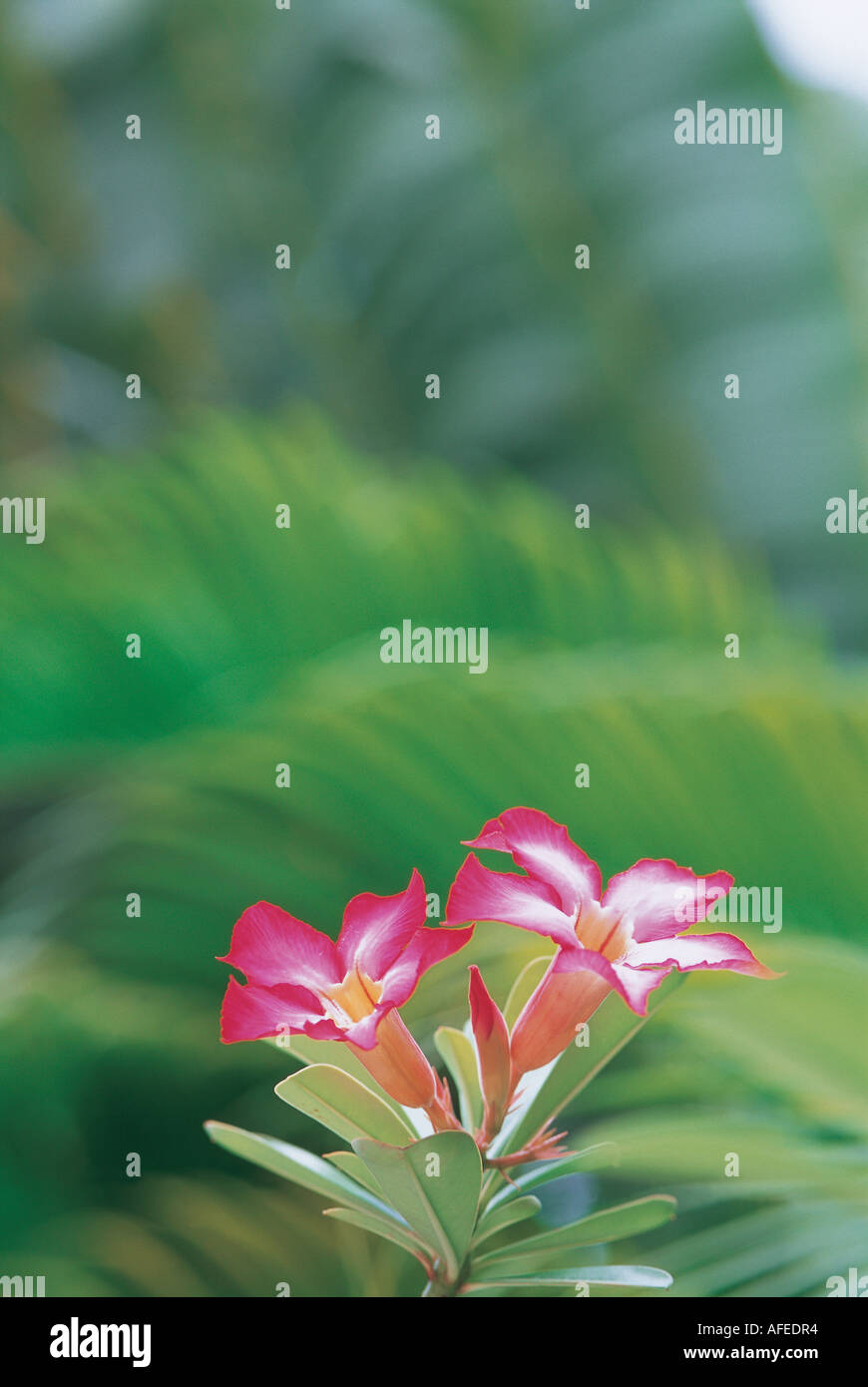 Scene of Flower Stock Photo - Alamy