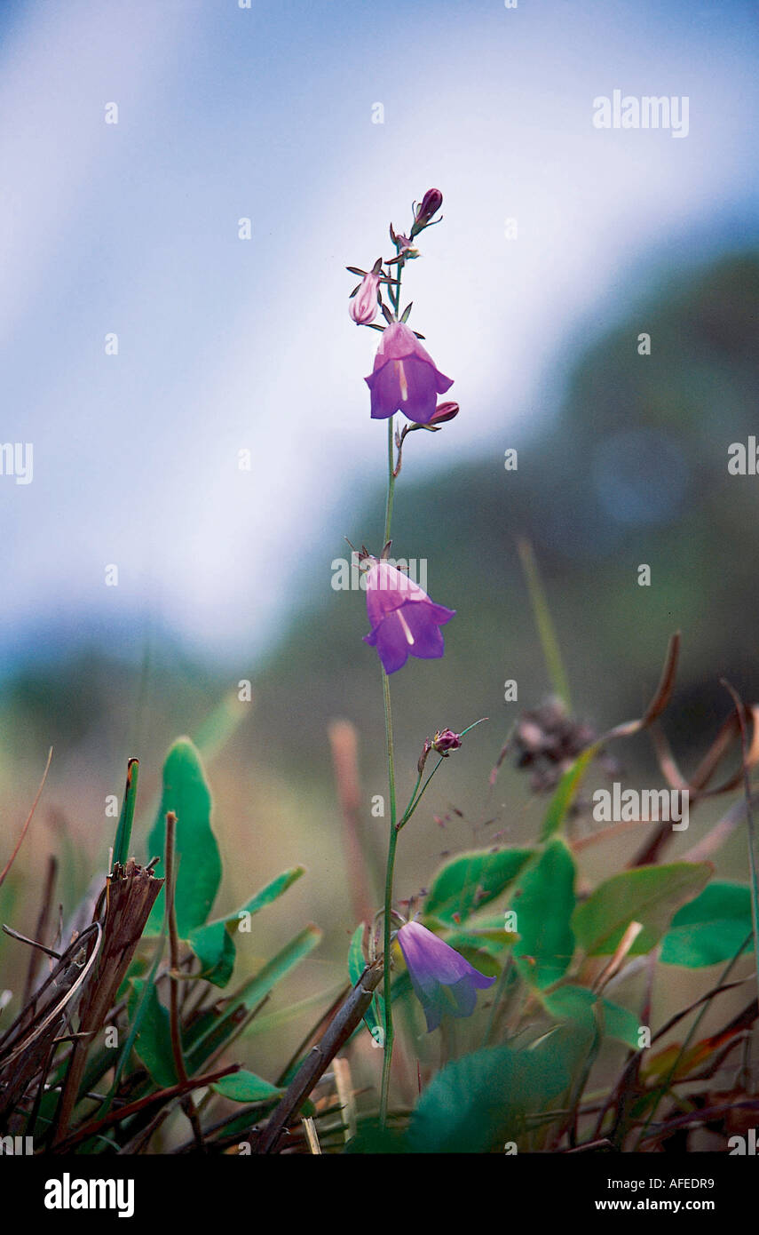 Scene of Flower Stock Photo - Alamy