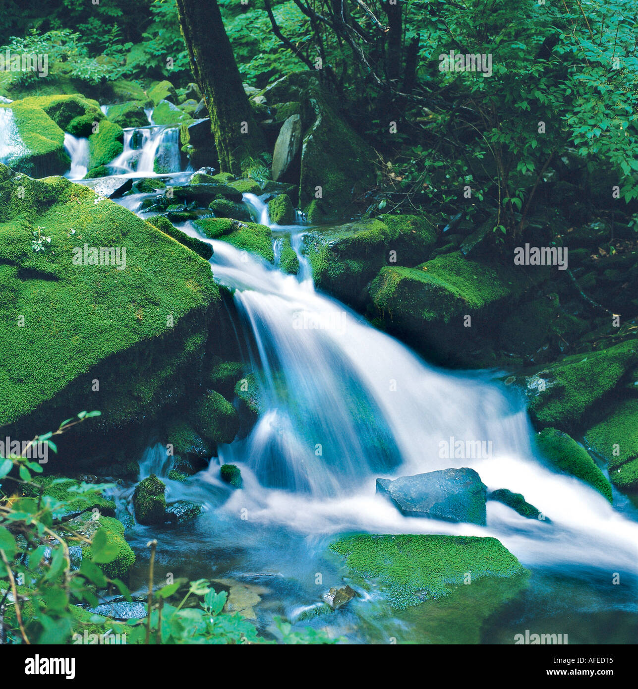 Scene of Nature Stock Photo - Alamy