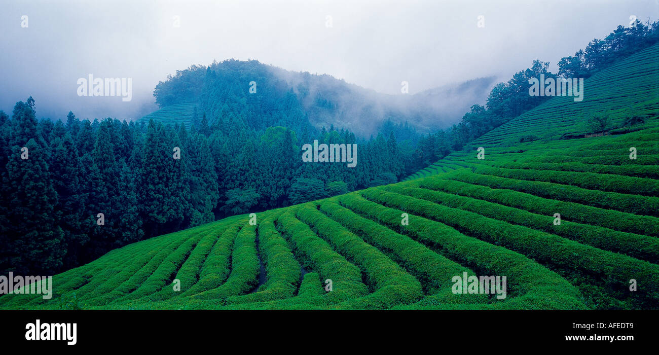 Field of Tea Stock Photo - Alamy