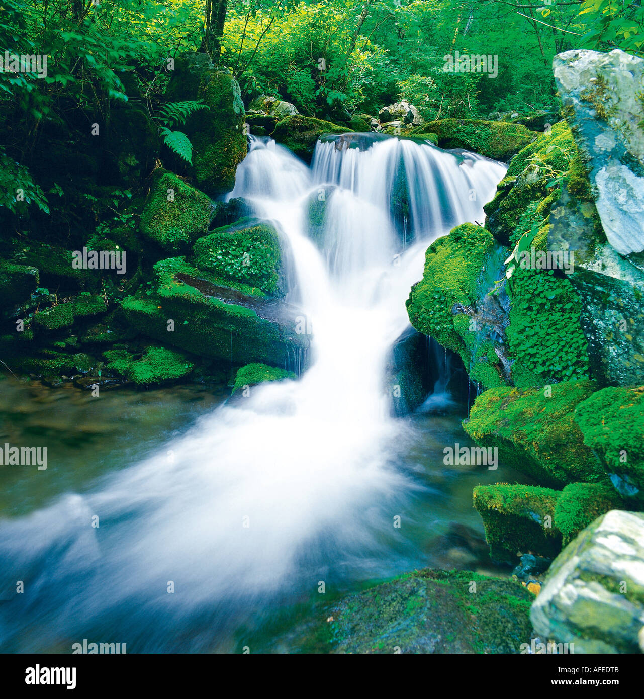 Scene of Nature Stock Photo - Alamy