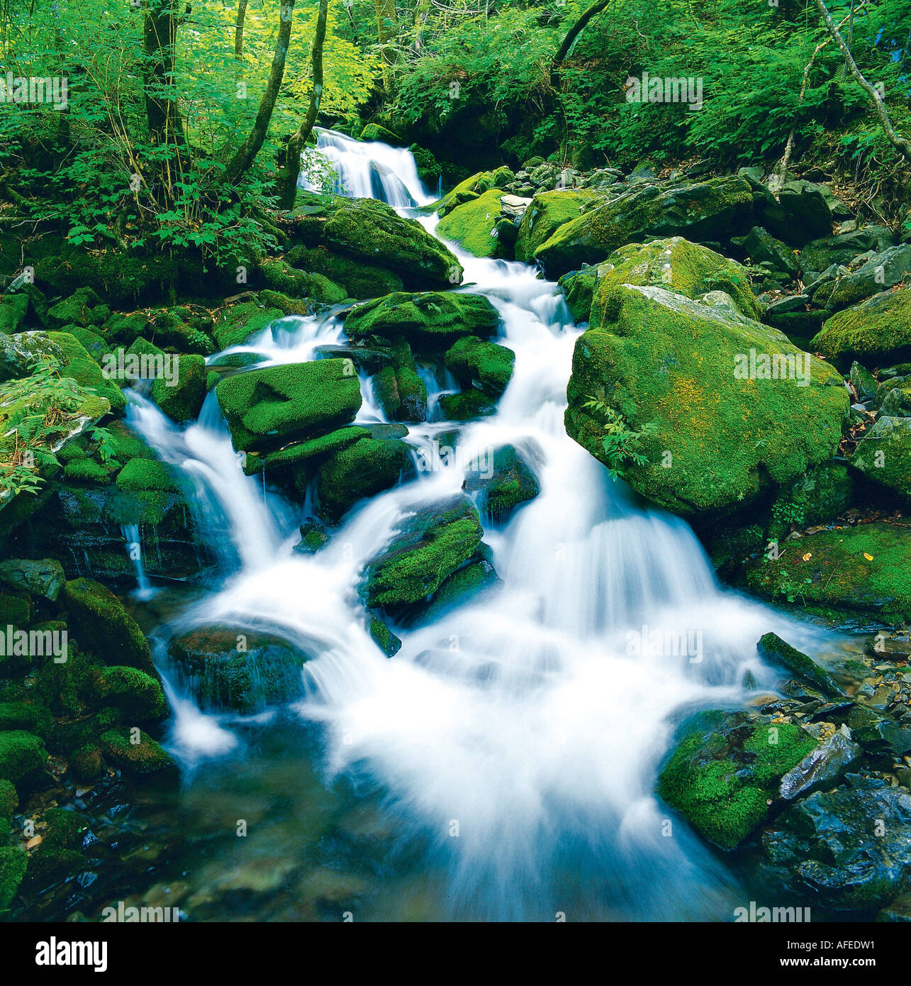 Scene of Nature Stock Photo - Alamy