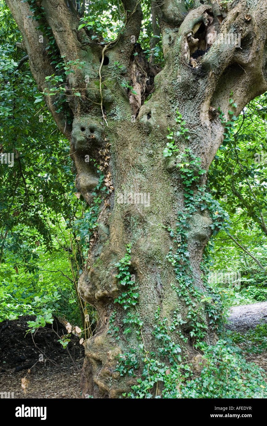 Quercus ilex Holm oak Trunk Stock Photo - Alamy