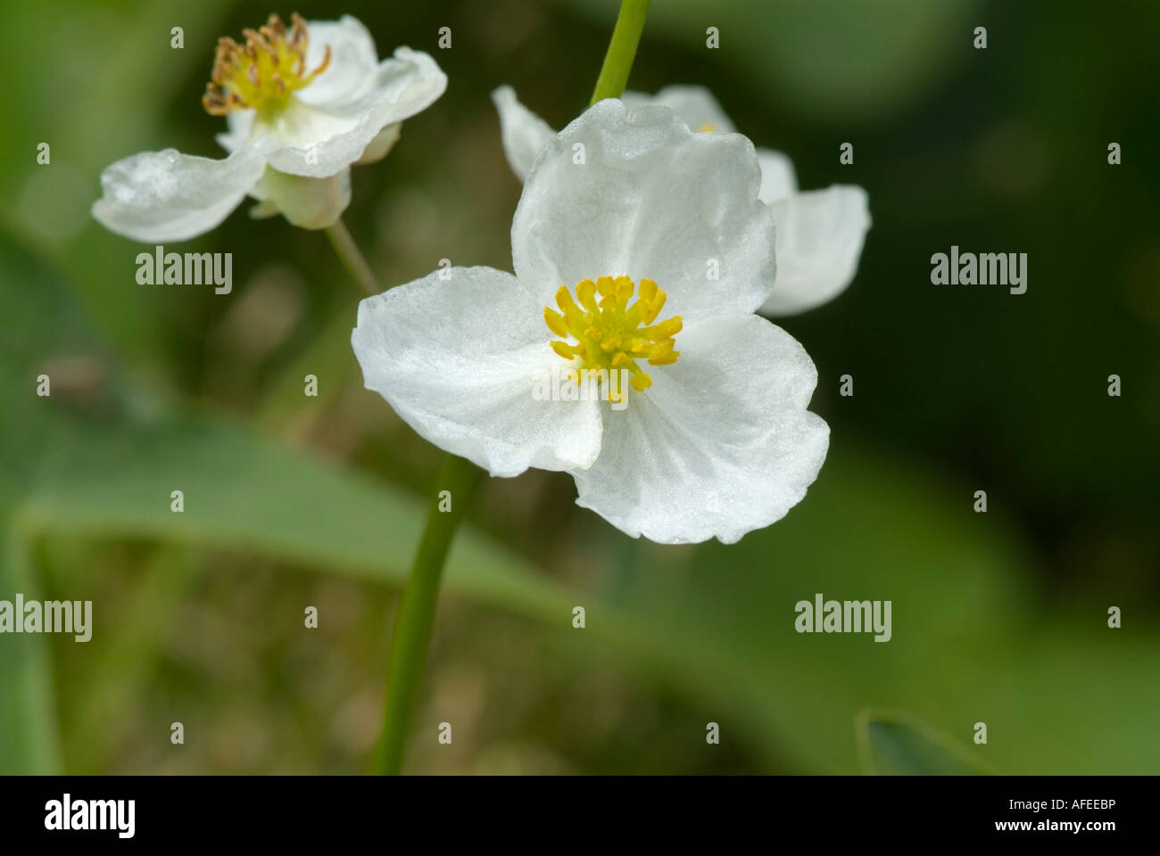 Sagittaria Latifolia Plant High Resolution Stock Photography and Images ...