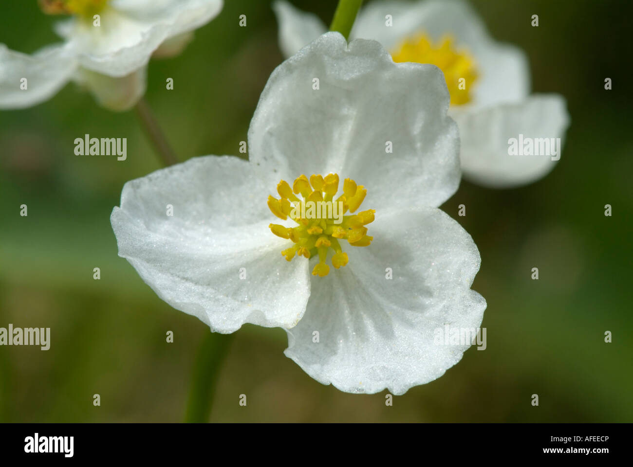 Sagittaria Latifolia Plant High Resolution Stock Photography and Images ...
