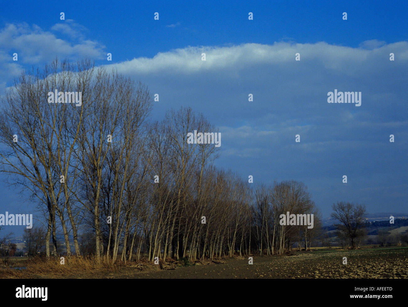 Italy - trees along Tevere river between Todi and Marsciano Stock Photo ...