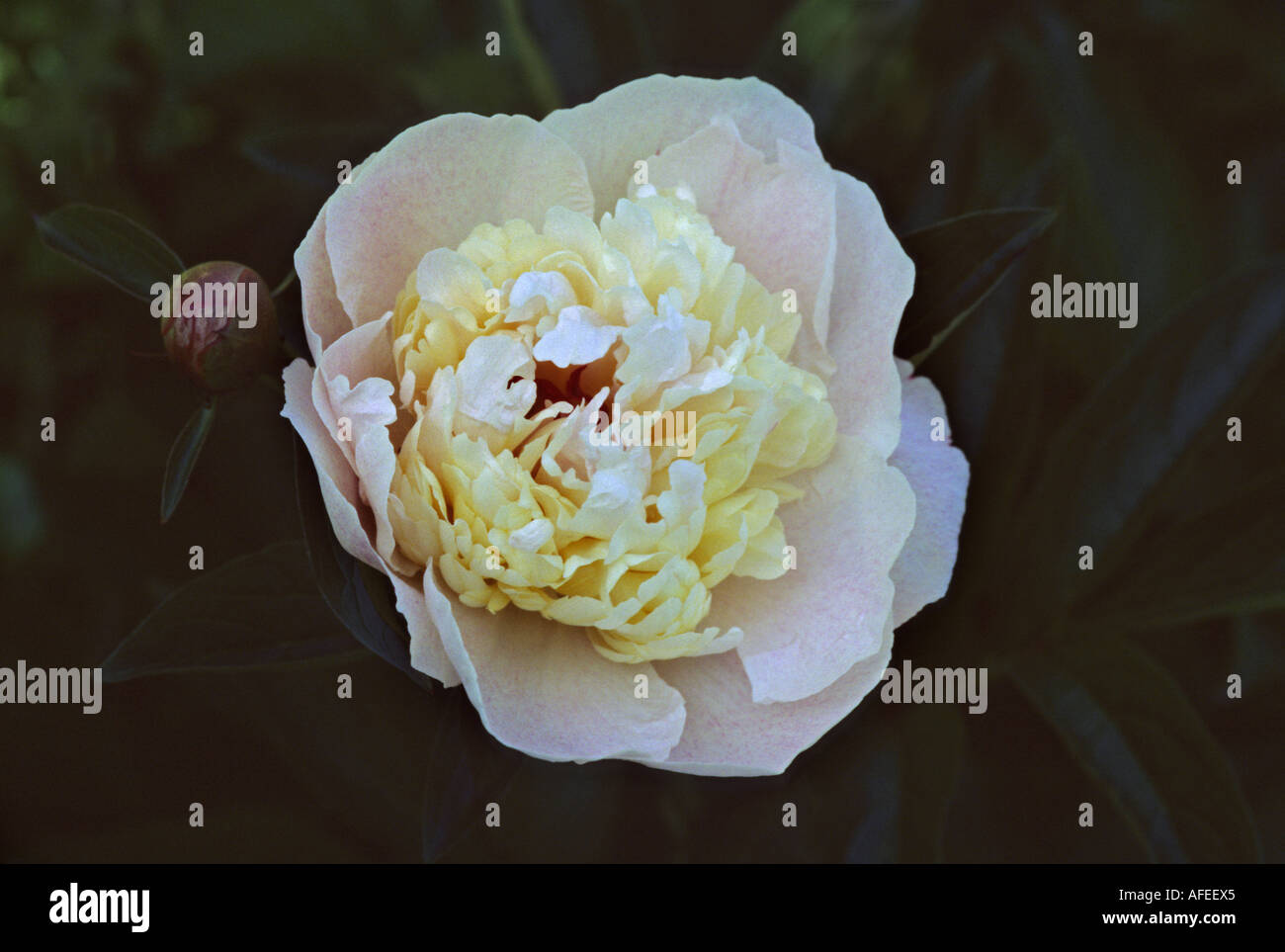 Flora peonia hi-res stock photography and images - Alamy