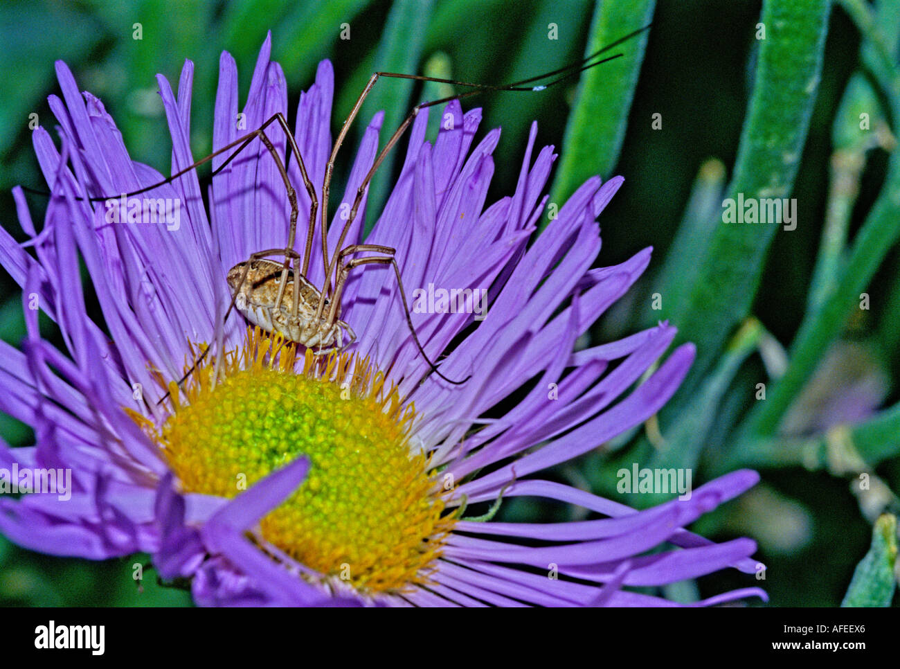 Opilio crab hi-res stock photography and images - Alamy