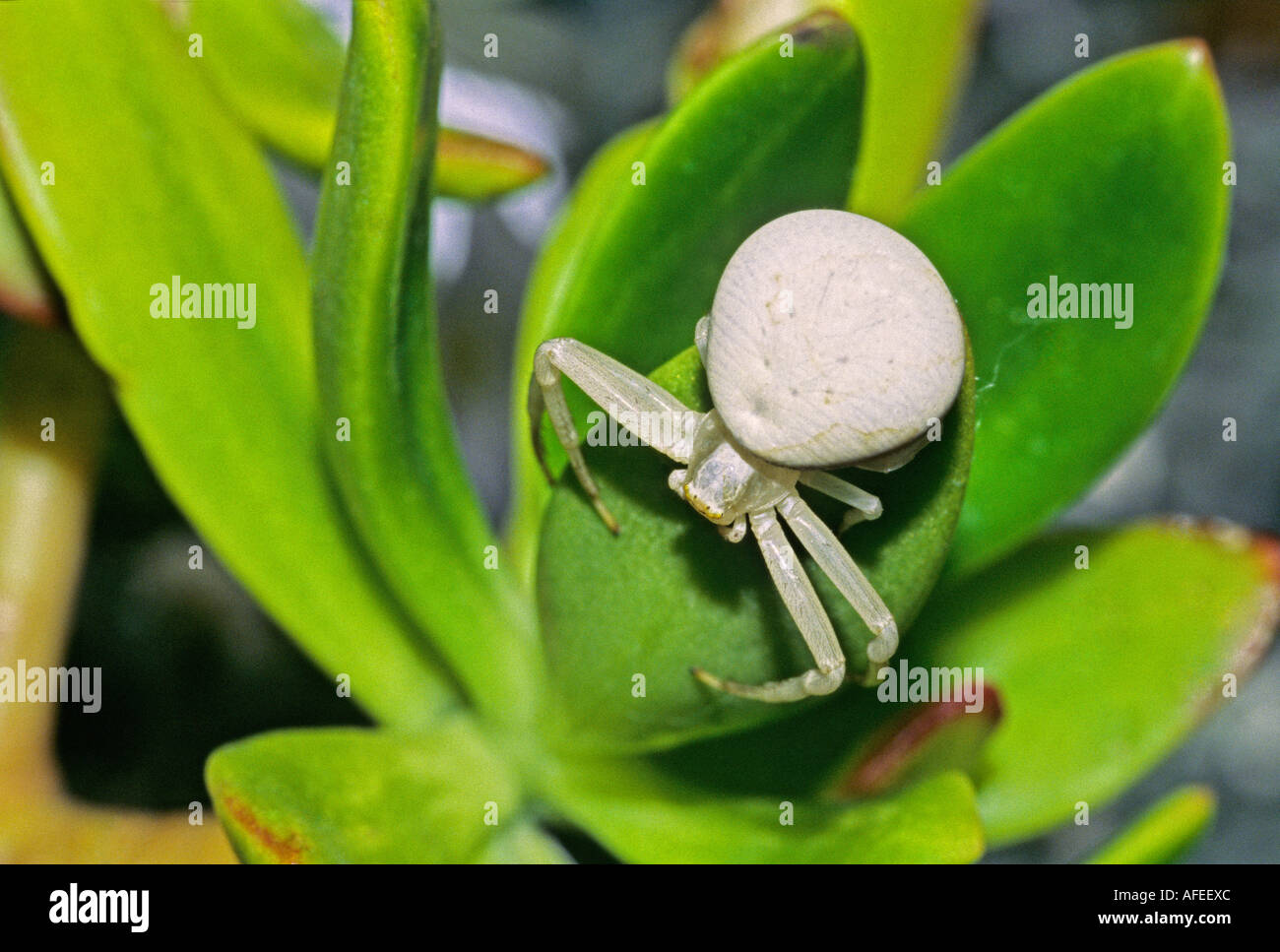 Thomisus onustus - white crab spider Stock Photo - Alamy