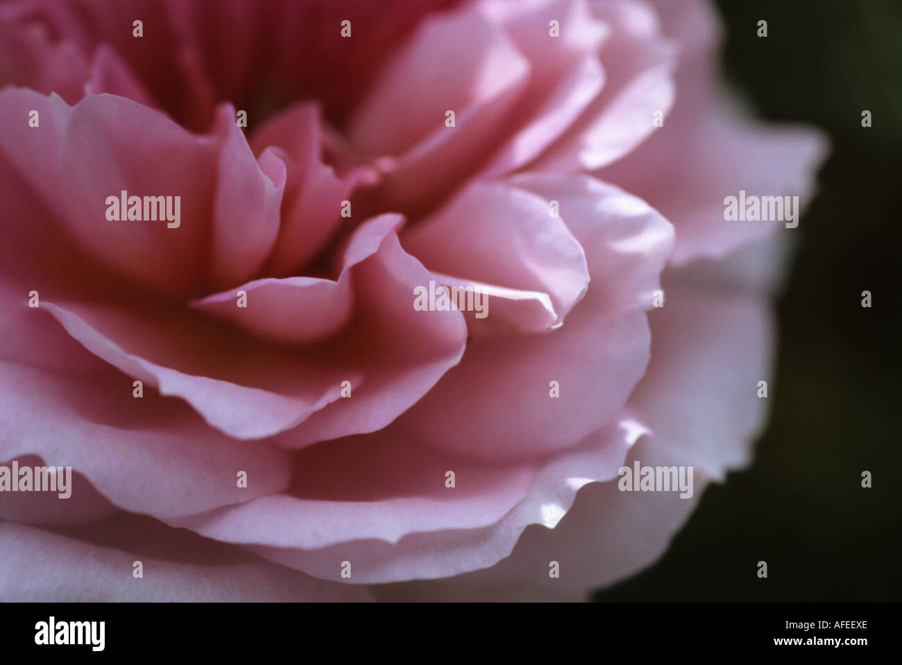 little pink rose Stock Photo - Alamy