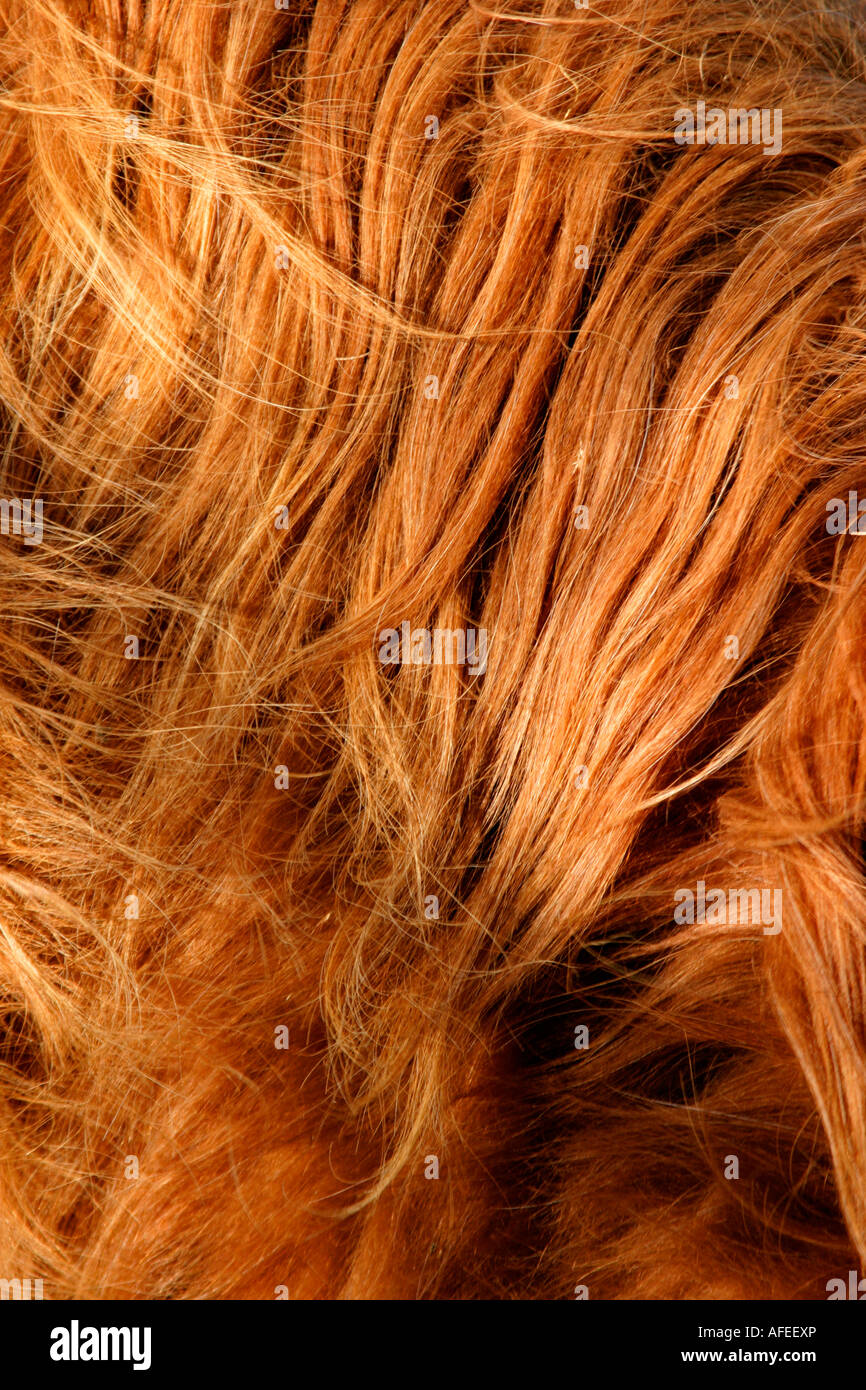Highland Cattle Fur Stock Photo - Alamy
