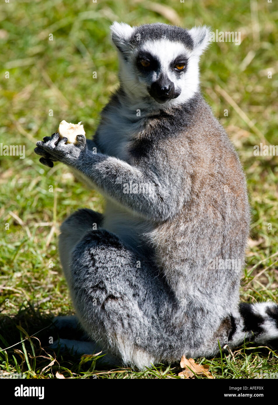 Ring tailed lemur "Lemur catta" feeding Stock Photo - Alamy