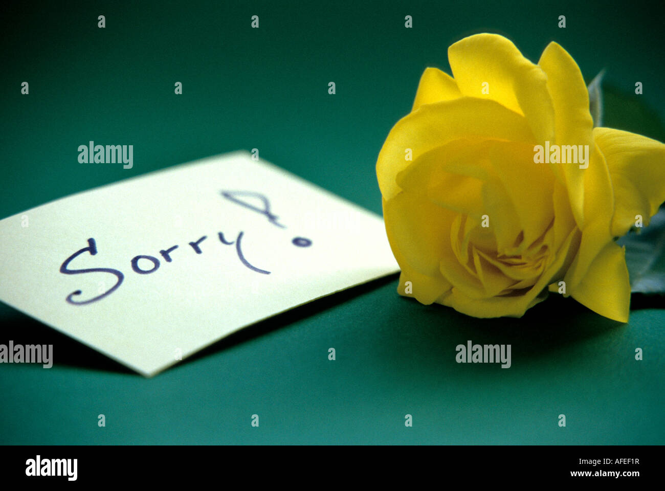 sorry note with yellow rose on green background Stock Photo - Alamy
