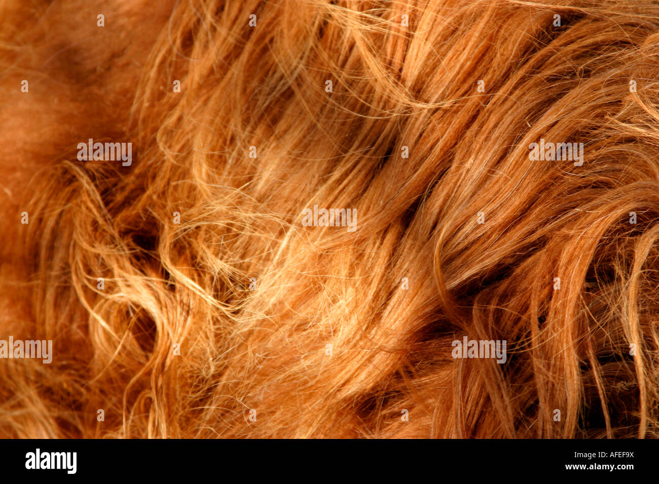 Highland Cattle Fur Stock Photo - Alamy