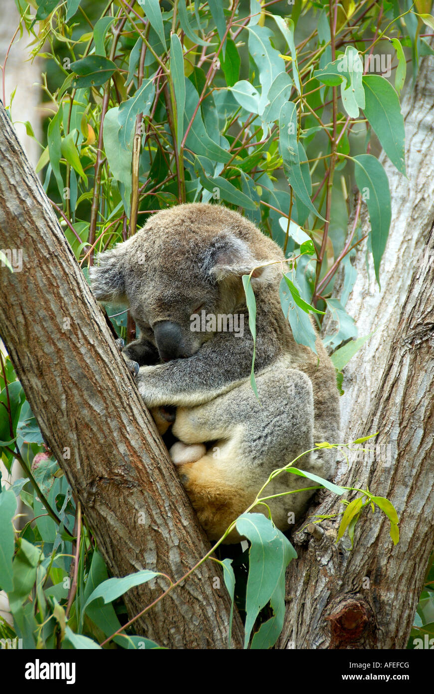 Koala sleeping in tree Stock Photo - Alamy